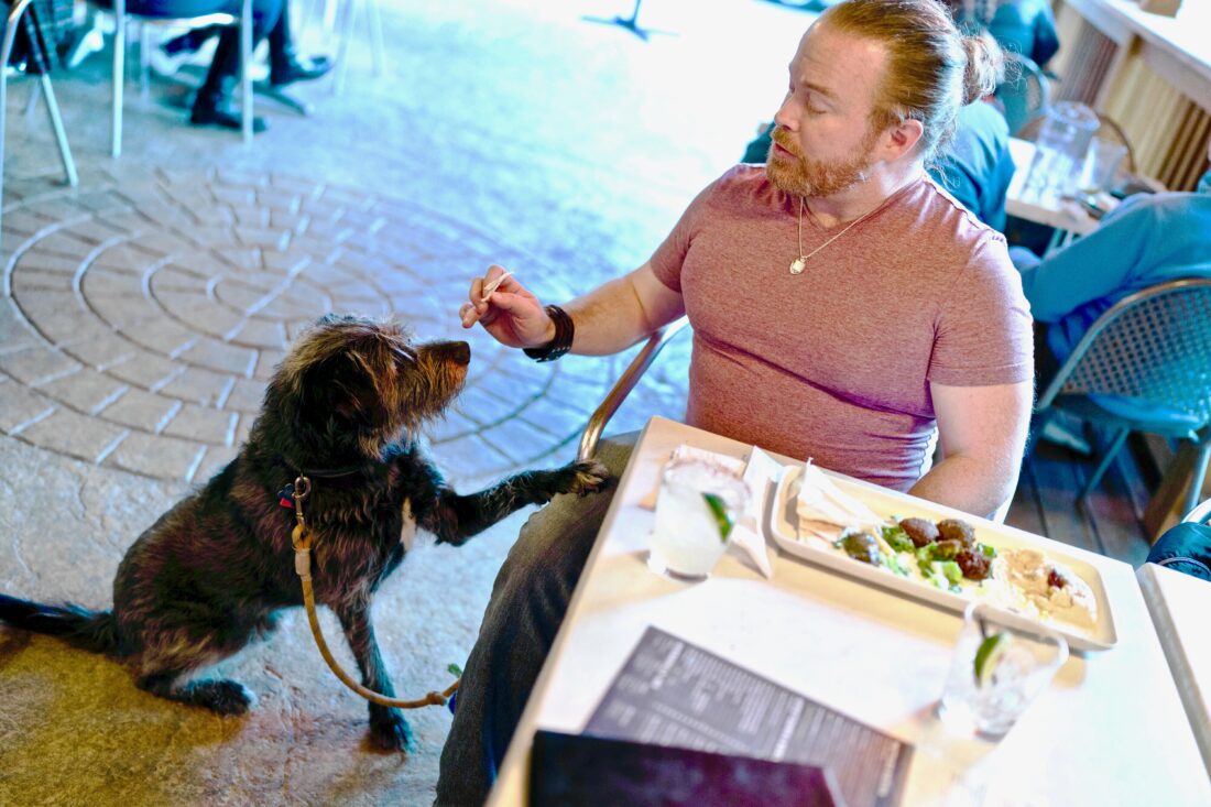 More dogs could show up in outdoor dining spaces | News, Sports, Jobs ...